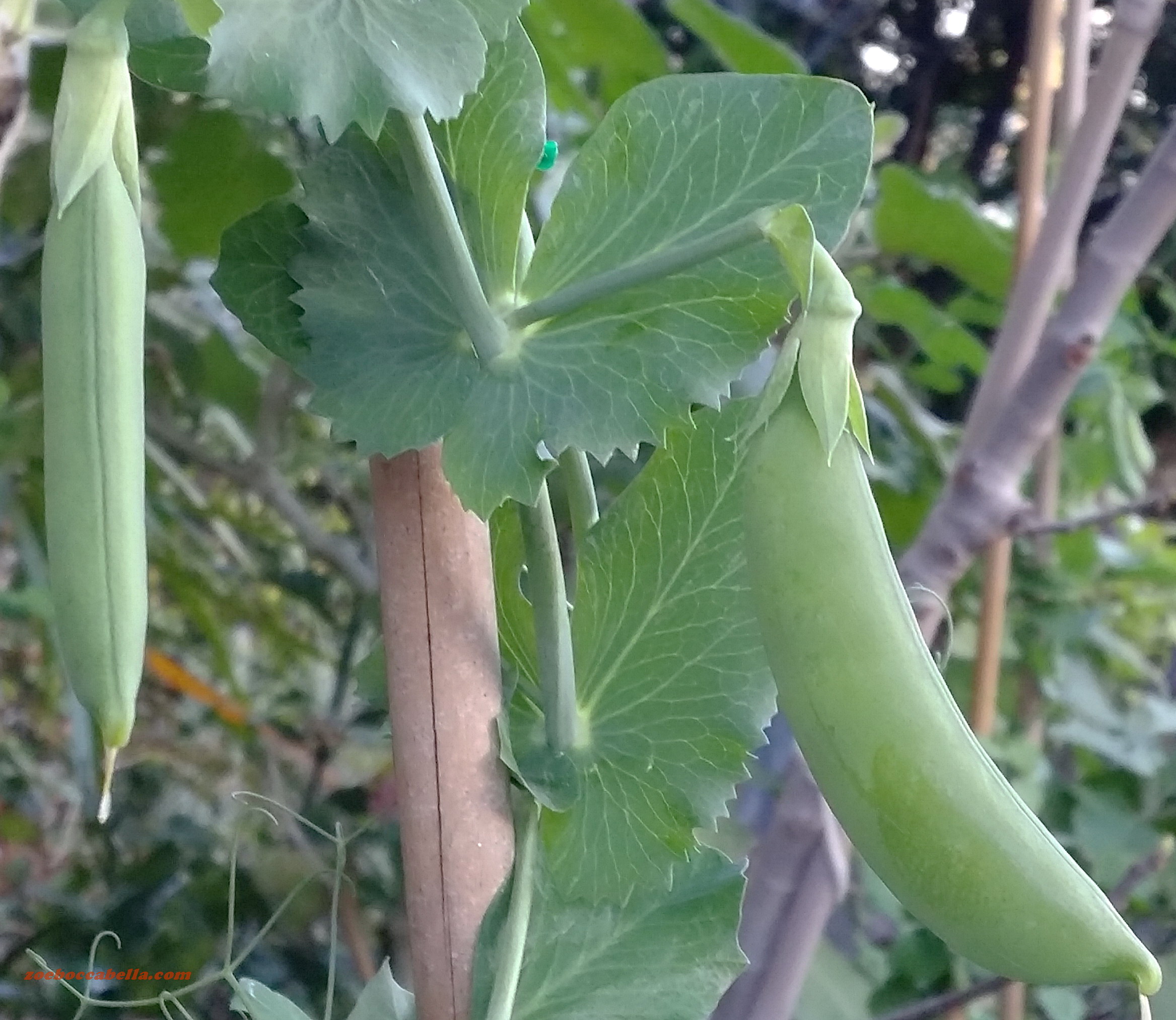 shelling peas… | Zoë Boccabella
