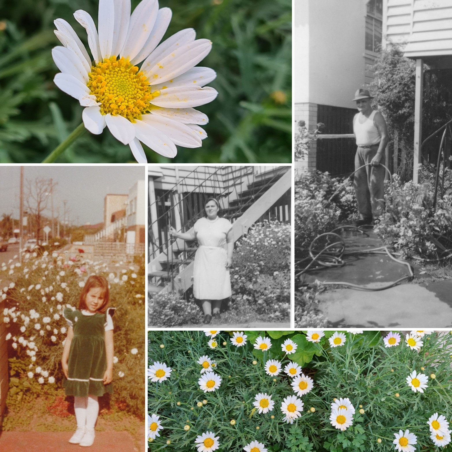 Spring daisies… | Zoë Boccabella